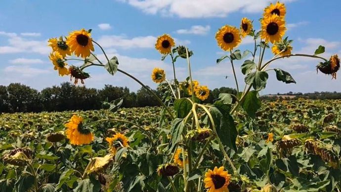 Tournesol sauvage : faire front commun pour en venir à bout ! - Crozat ...